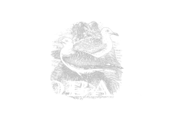 欧本 Oban